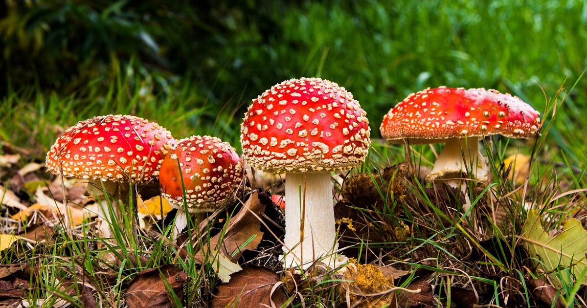 毒物恐怖症（Toxiphobia）とは？毒が怖い人の心理や症状とは？ | 心理学・スピリチュアル研究所